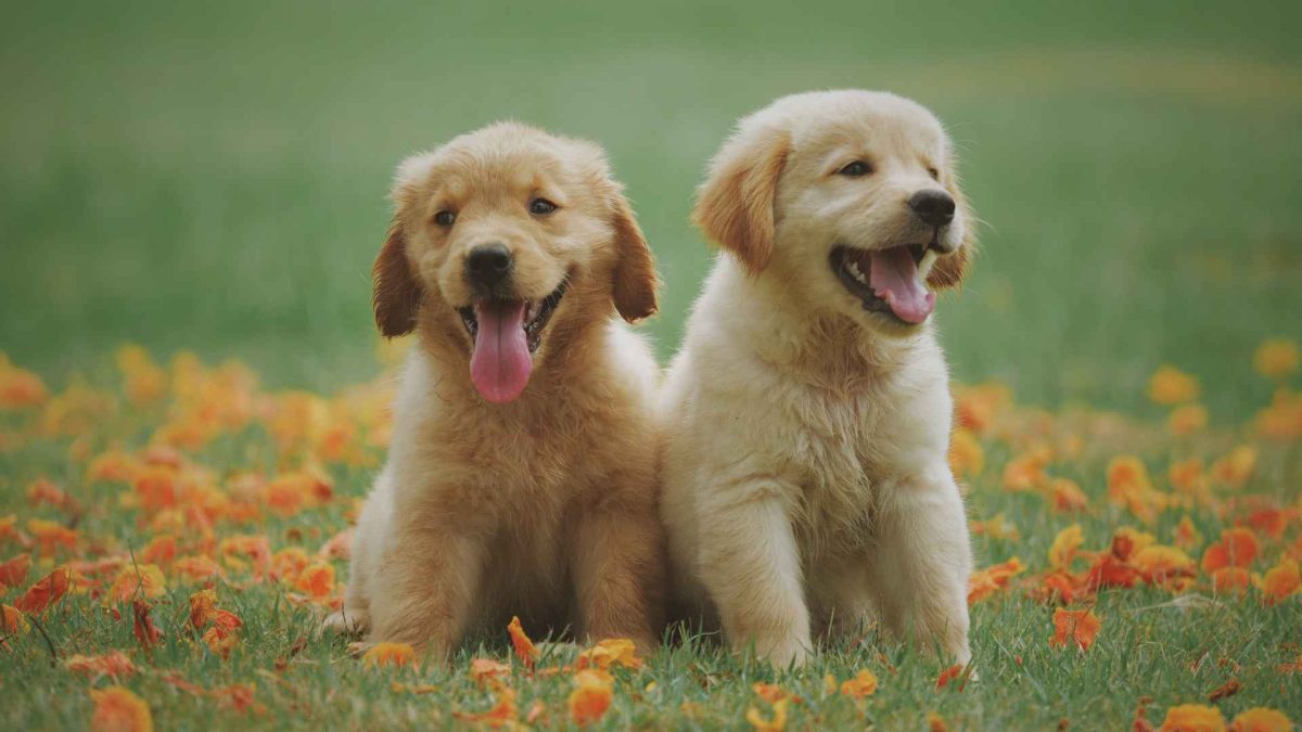 395 Creative Dog Nicknames For Every Personality!