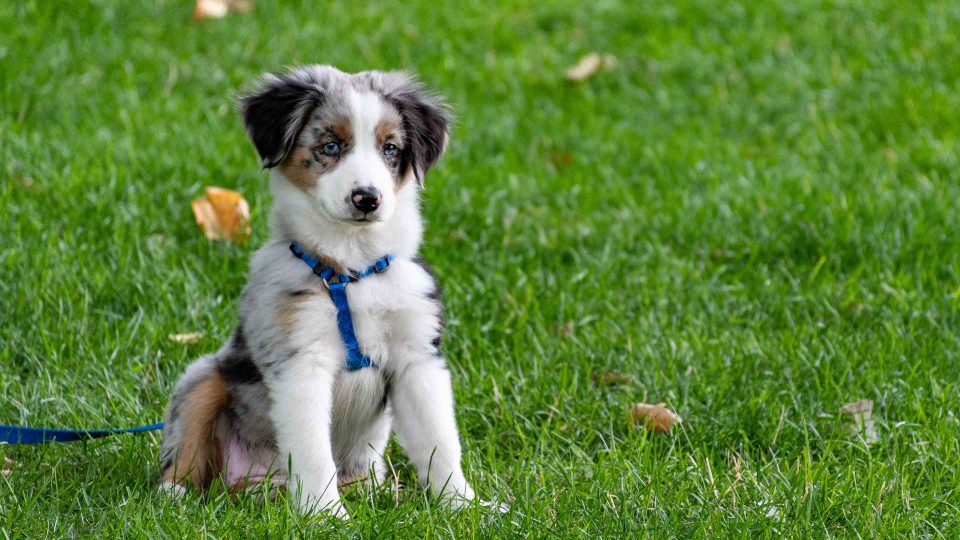 395 Creative Dog Nicknames For Every Personality!