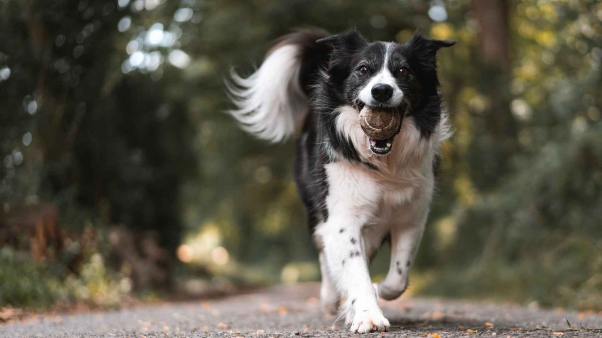 395 Creative Dog Nicknames For Every Personality!
