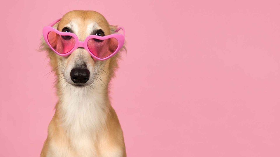 395 Creative Dog Nicknames For Every Personality!