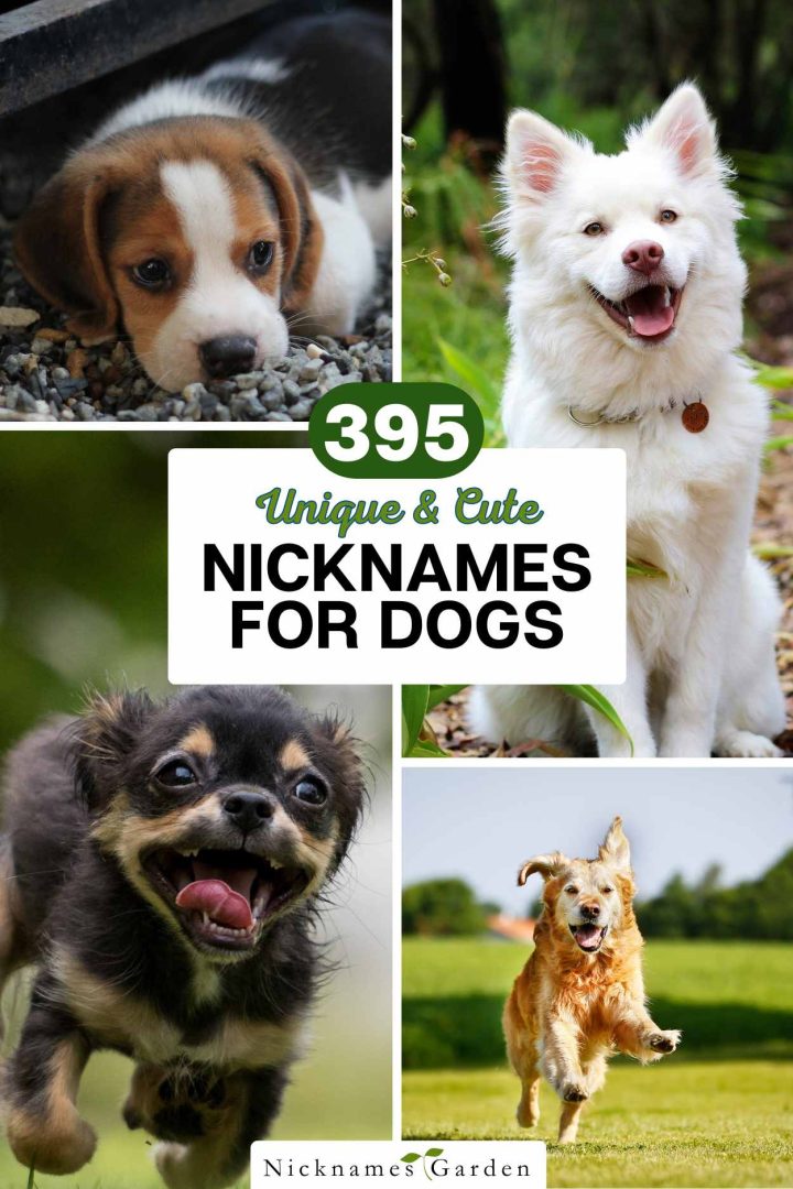 395 Creative Dog Nicknames For Every Personality!