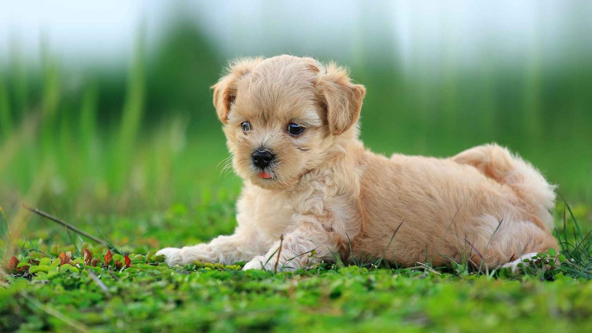 265+ Nicknames For Girl Dogs (Funny, Classic, Unique & More)!