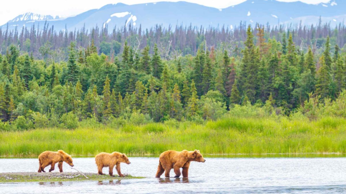 15+ Alaska Nicknames & Their Origins