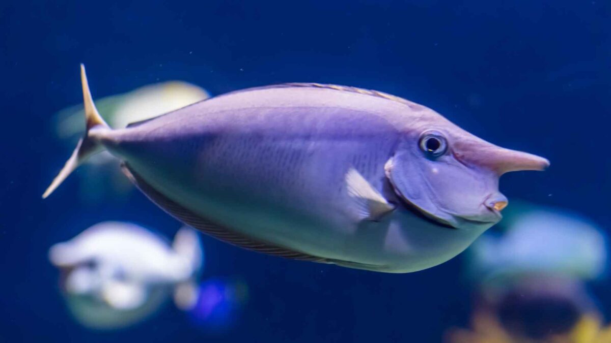 285+ Funny Fish Nicknames For Your Aquatic Friends